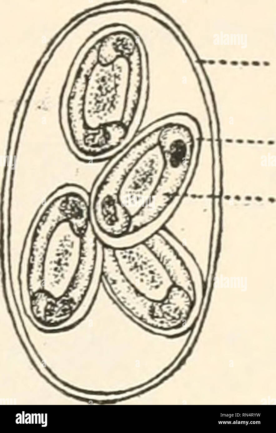 . Animal parasites and human disease. Insects as carriers of disease ...