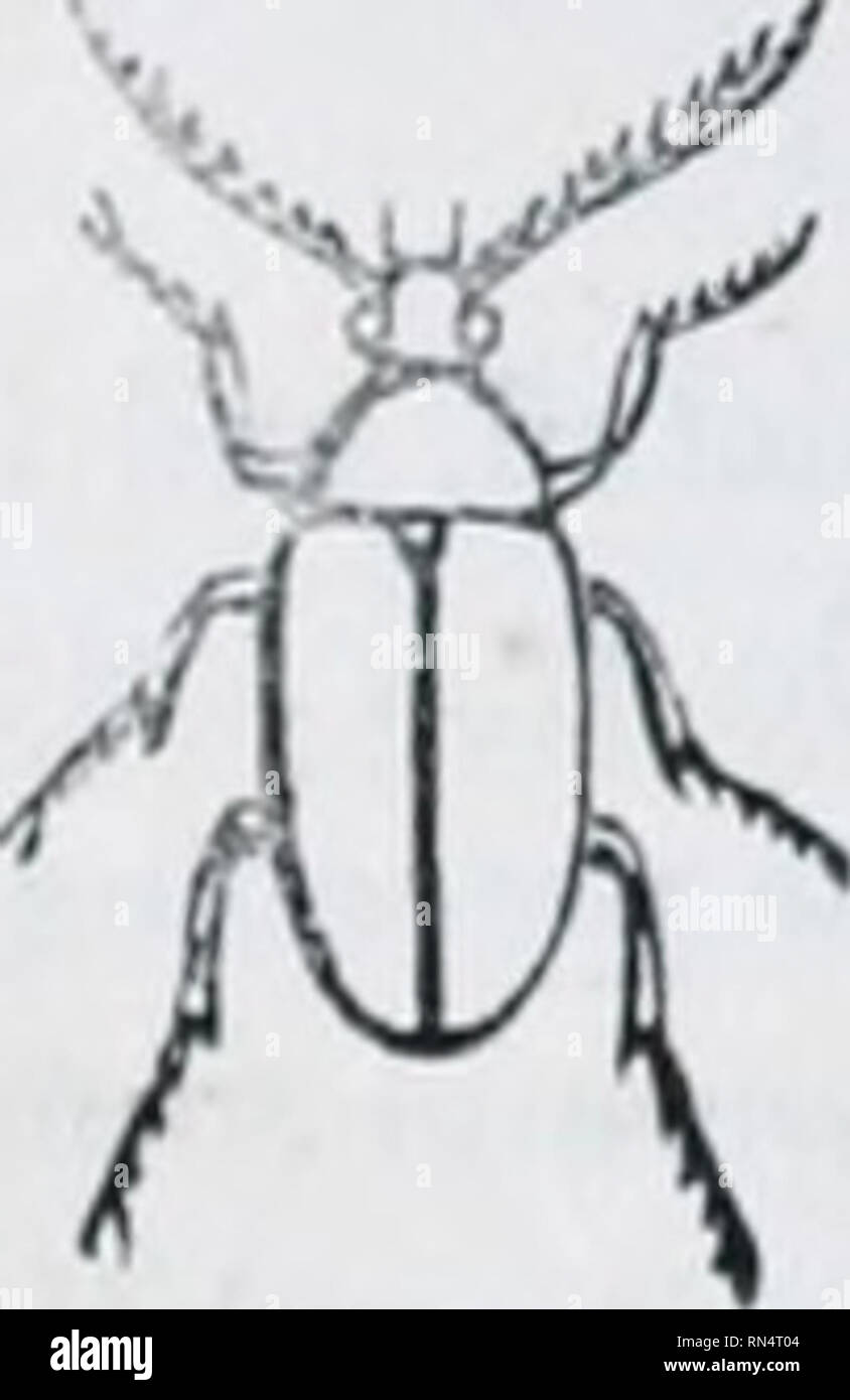 . The animal kingdom : arranged after its organization; forming a ...