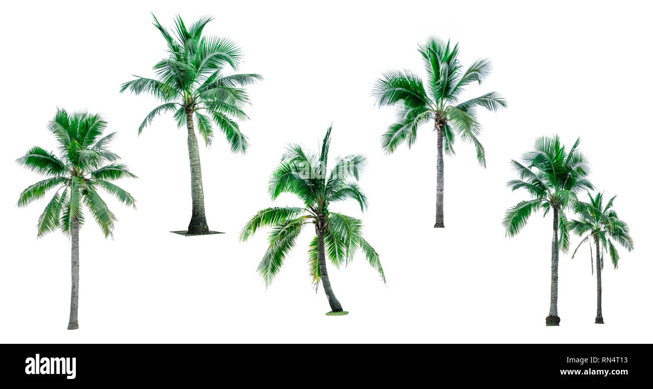 Coconut tree isolated on white background with copy space. Used for ...