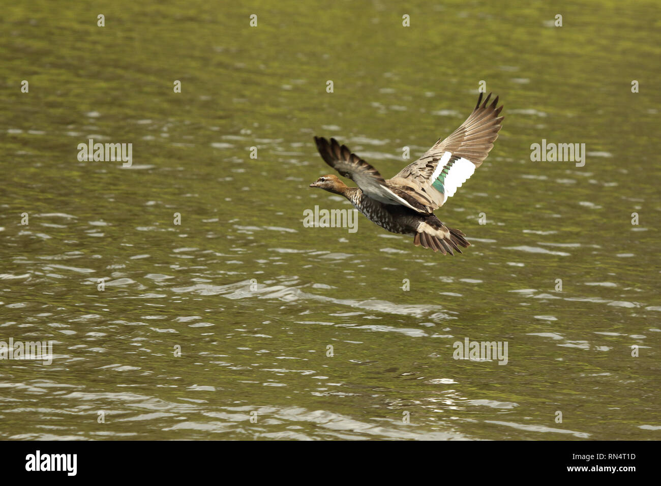 Wood duck flying hi-res stock photography and images - Alamy