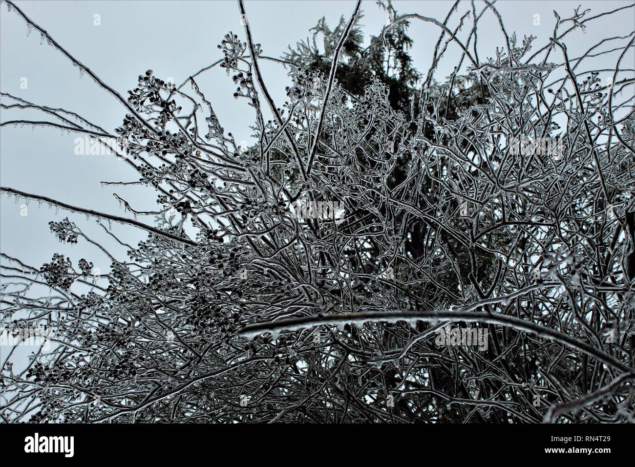 Ice storm ice trees hi-res stock photography and images - Alamy