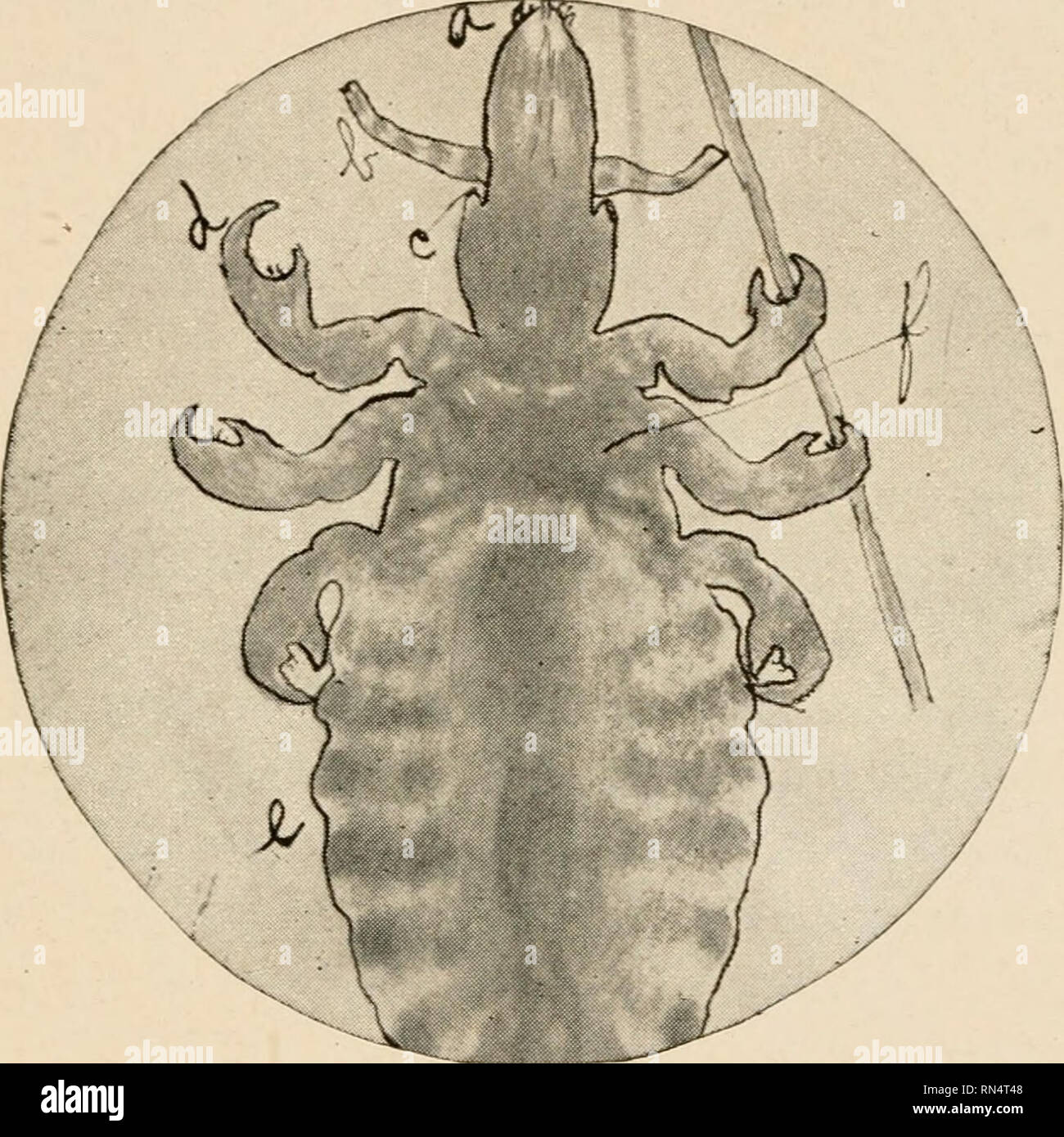 . Animal parasites and parasitic diseases. Horses; Domestic animals ...