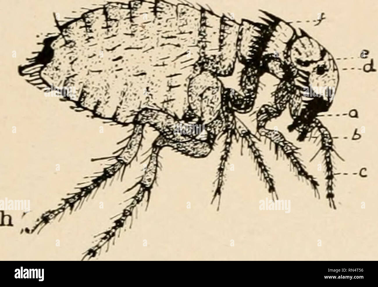 . Animal parasites and parasitic diseases. Horses; Domestic animals ...