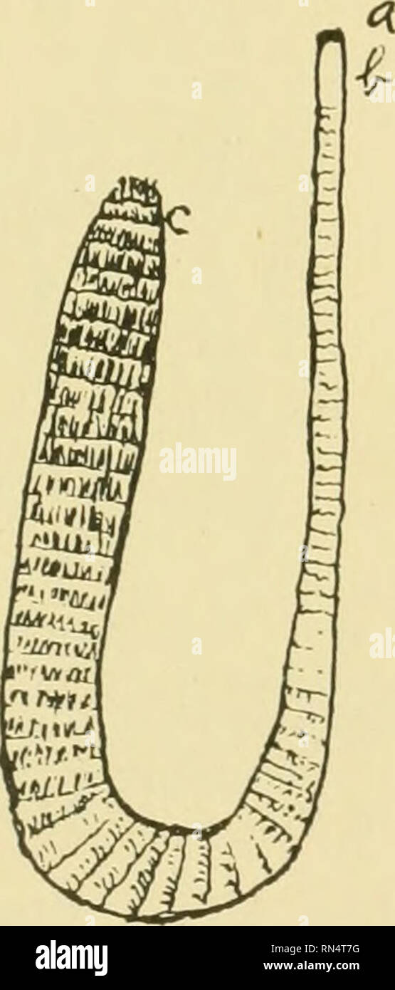 Finger like projections hi-res stock photography and images - Alamy