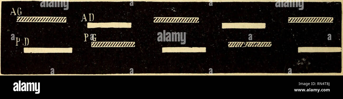 . Animal mechanism: a treatise on terrestrial and aërial locomotion ...