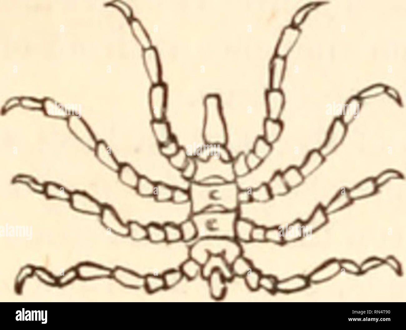 Cyamus hi-res stock photography and images - Alamy