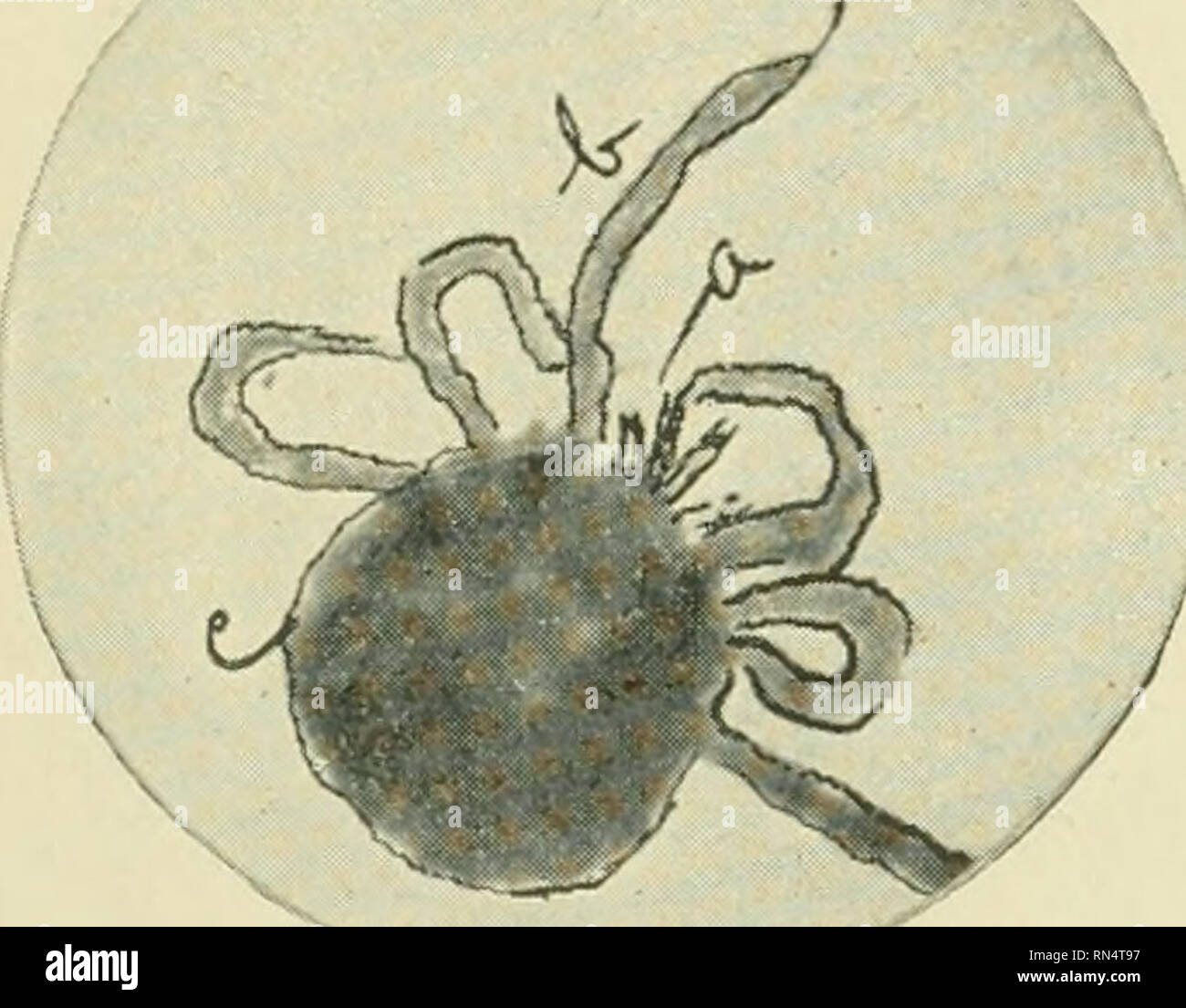 . Animal parasites and parasitic diseases. Domestic animals; Veterinary ...