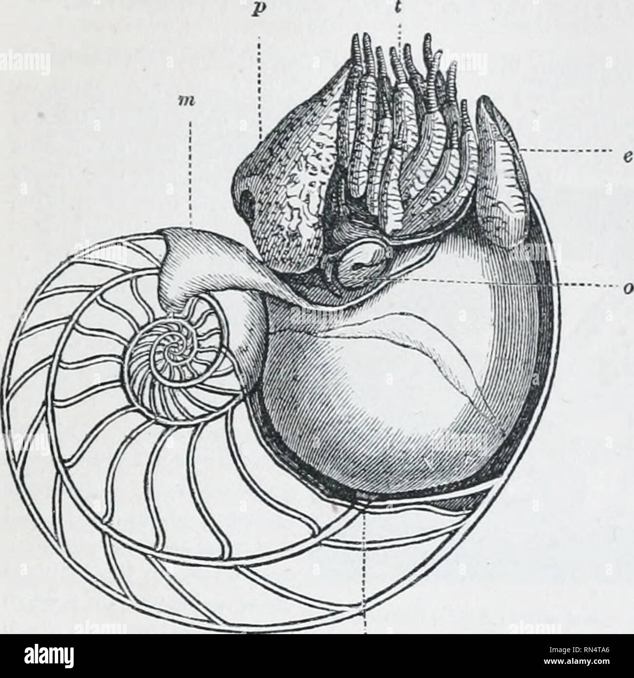 Chambered nautilus shells hi-res stock photography and images - Alamy