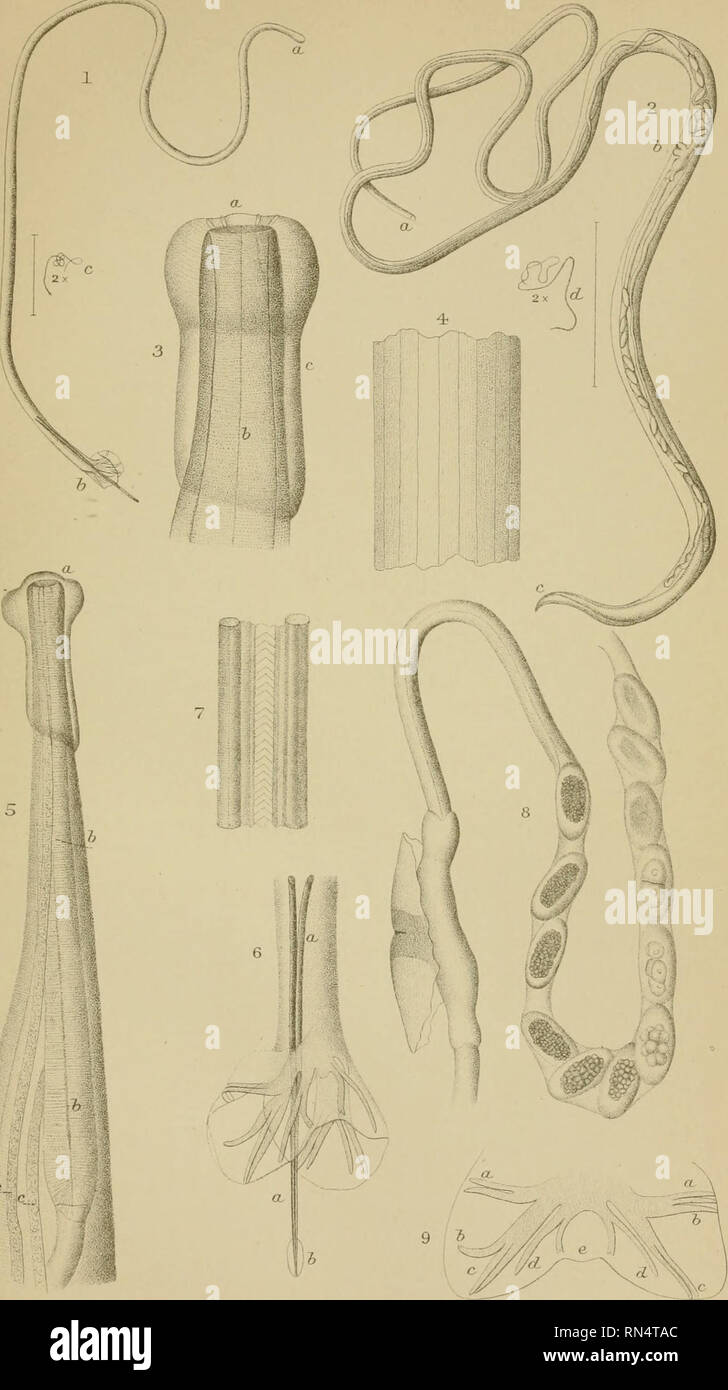Strongylus hi-res stock photography and images - Alamy