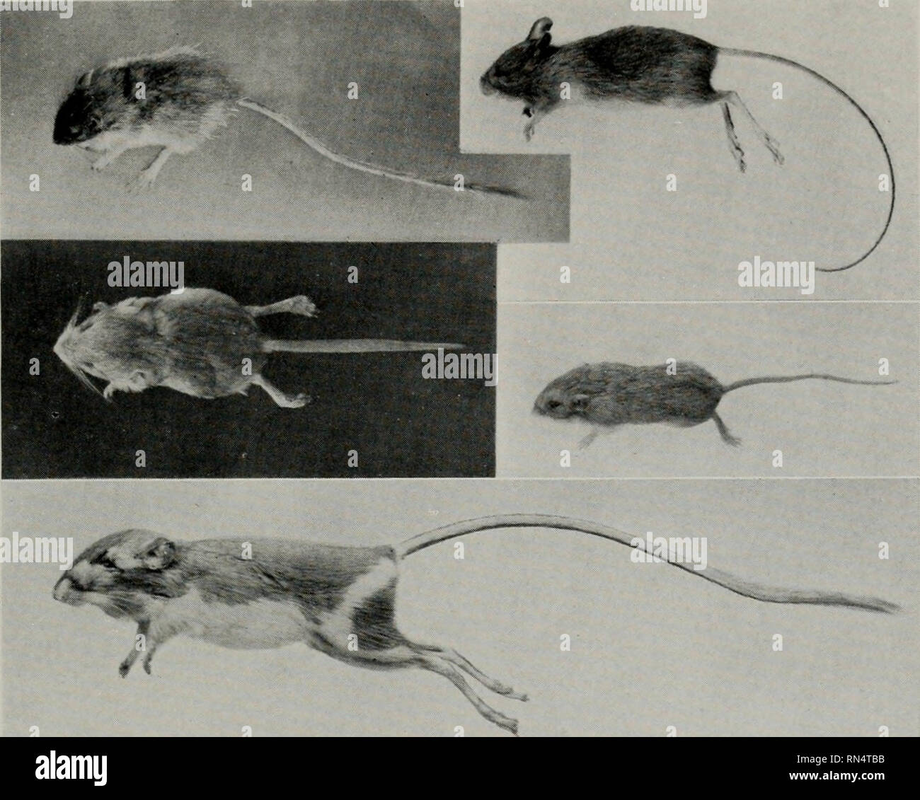 Kangaroo mouse hi-res stock photography and images - Alamy