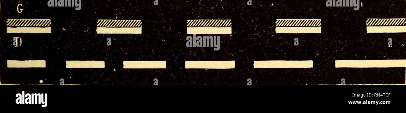 . Animal mechanism: a treatise on terrestrial and aërial locomotion ...