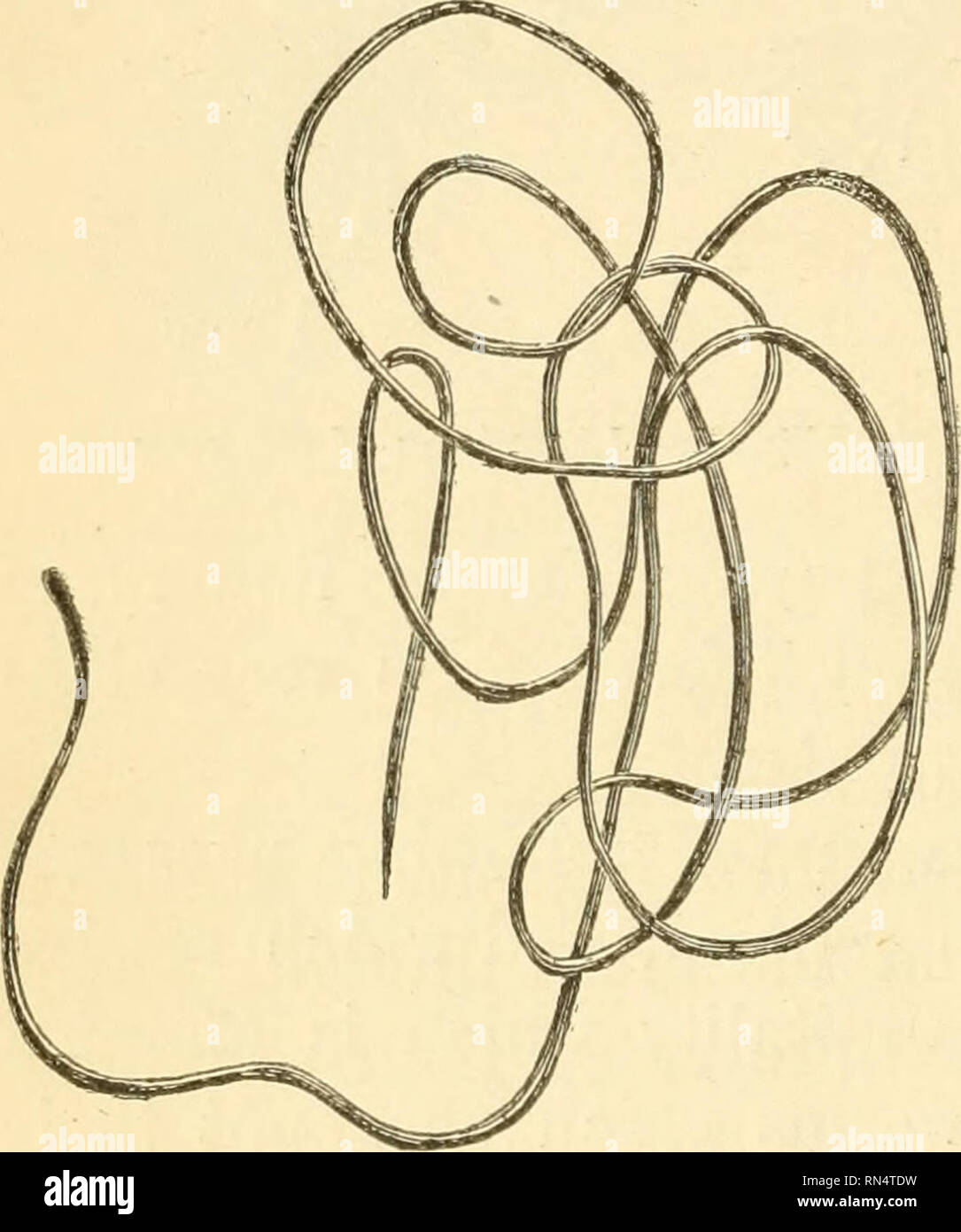 . Animal parasites and messmates. Parasites. 178 ANIMAL PARASITES AND ...