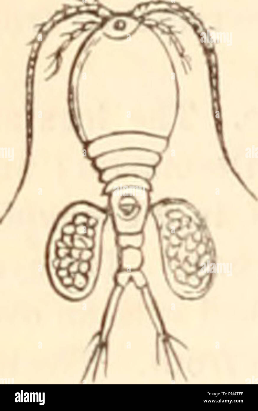 . The animal kingdom, arranged after its organization, forming a ...