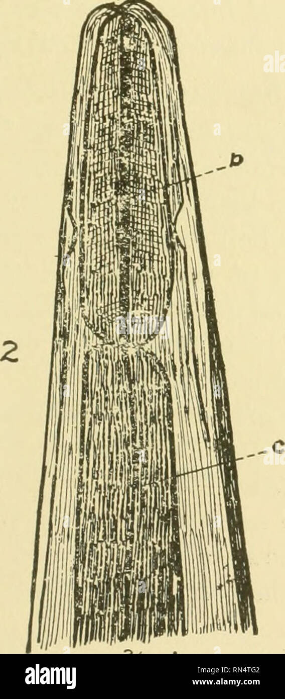 . Animal parasites and parasitic diseases. Domestic animals; Veterinary ...