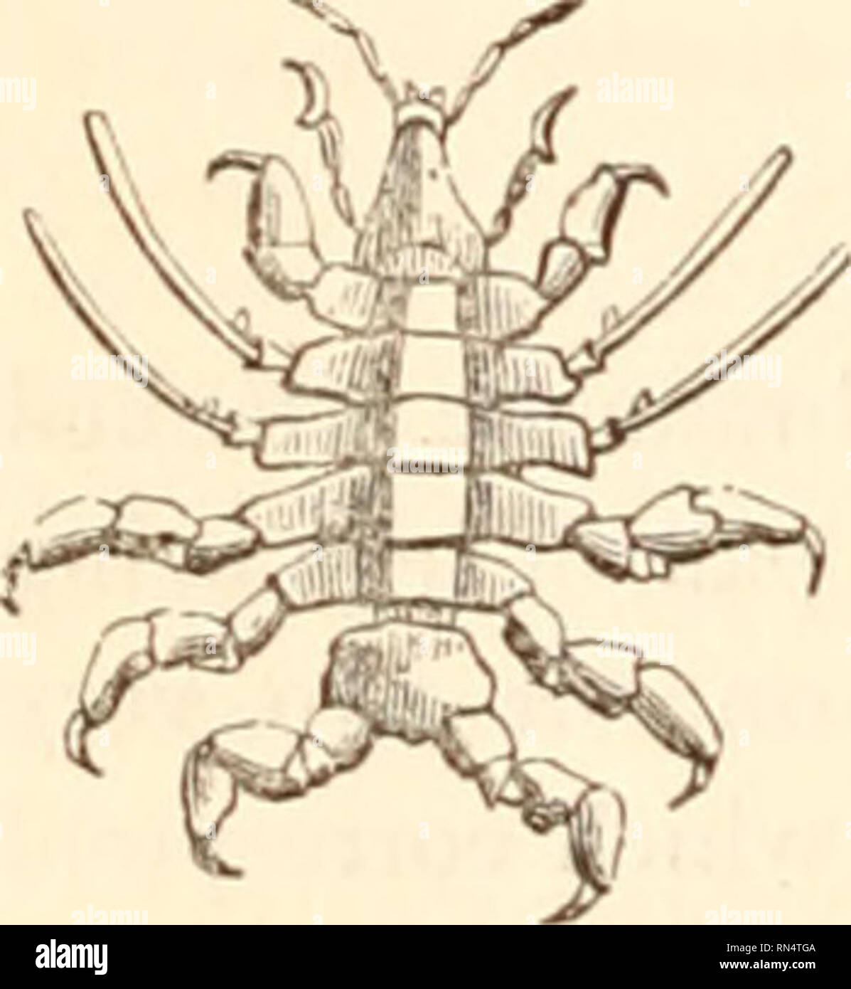. The animal kingdom, arranged after its organization, forming a ...