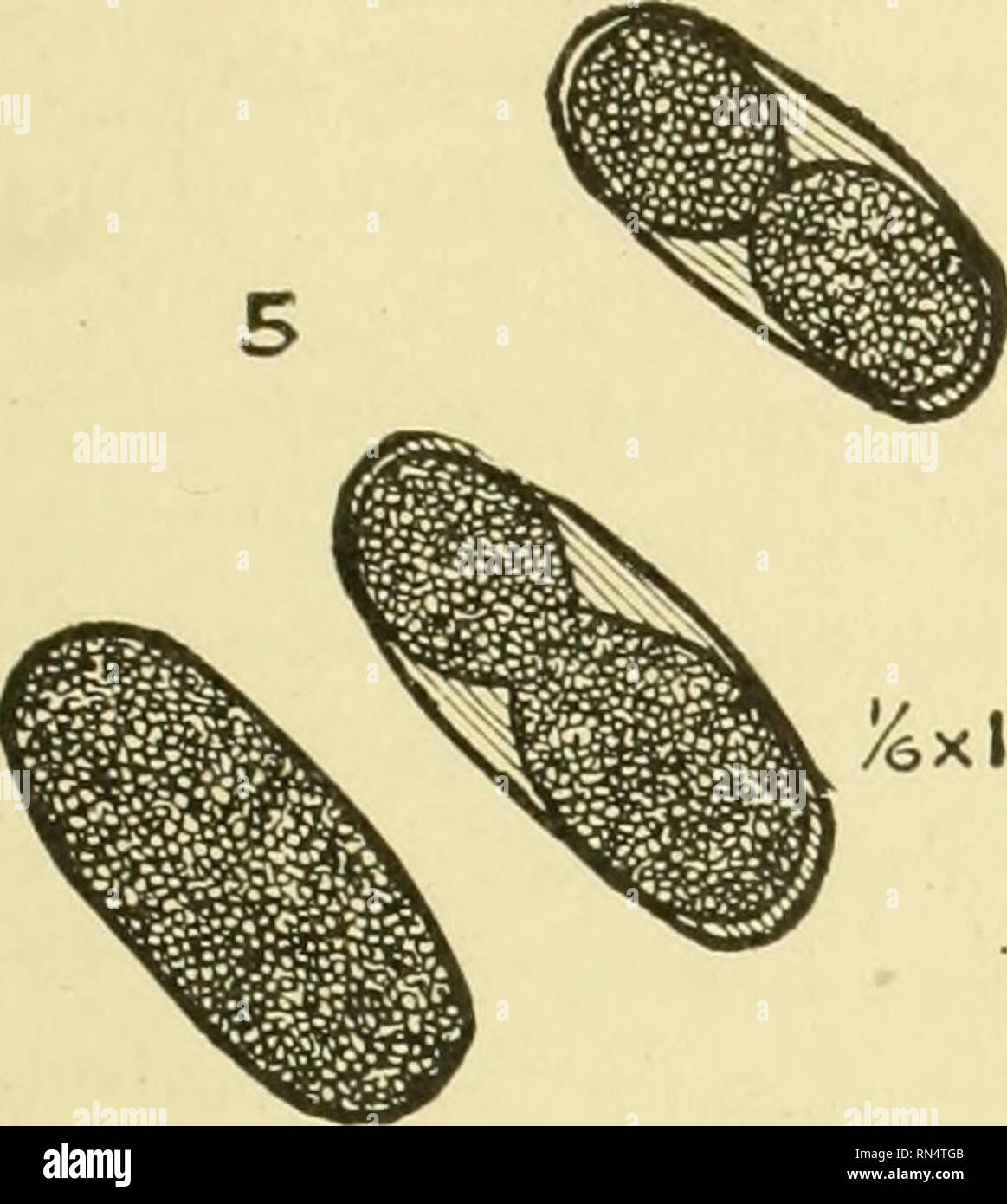. Animal parasites and parasitic diseases. Domestic animals; Veterinary ...