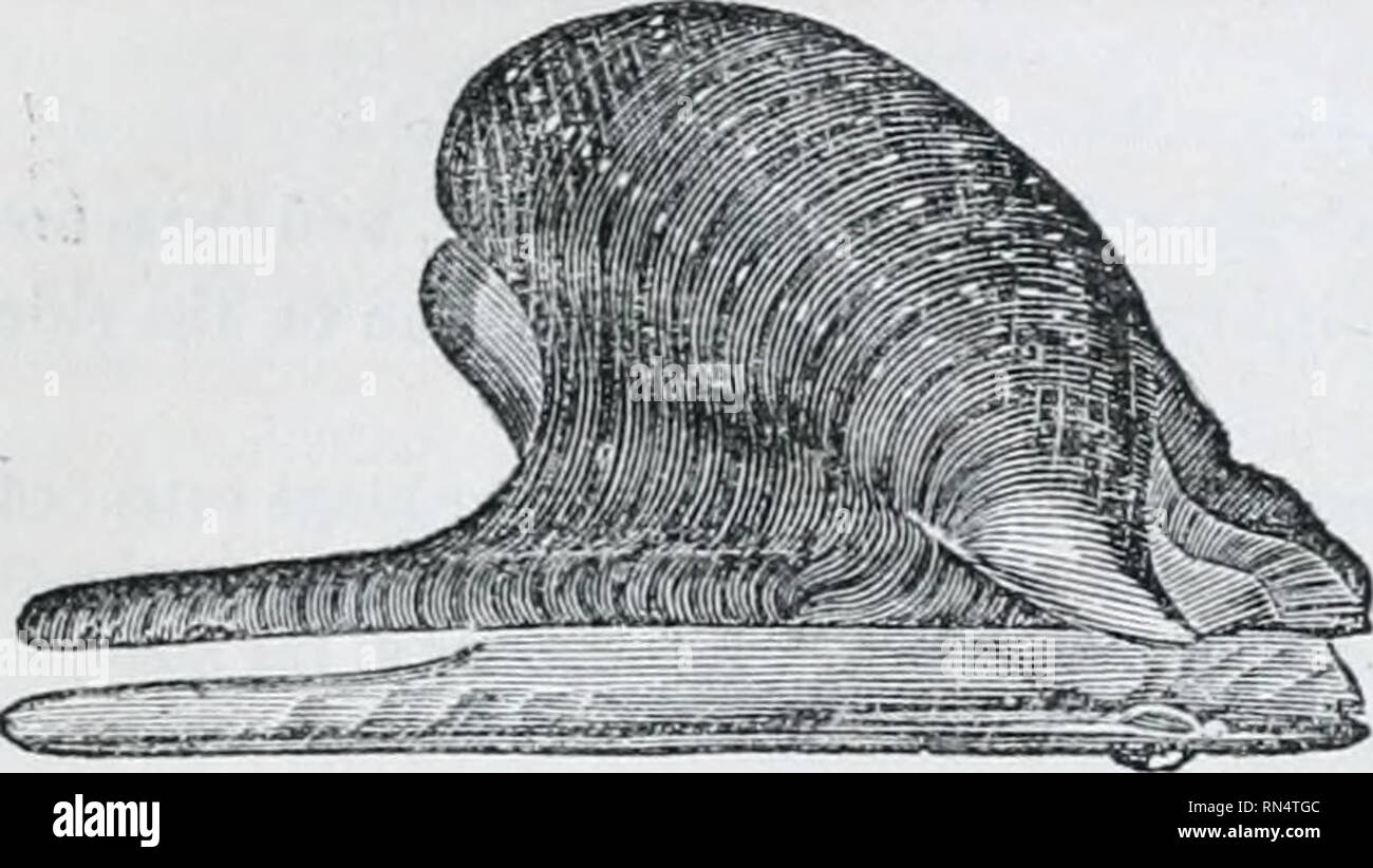 . The animal kingdom : arranged after its organization; forming a ...