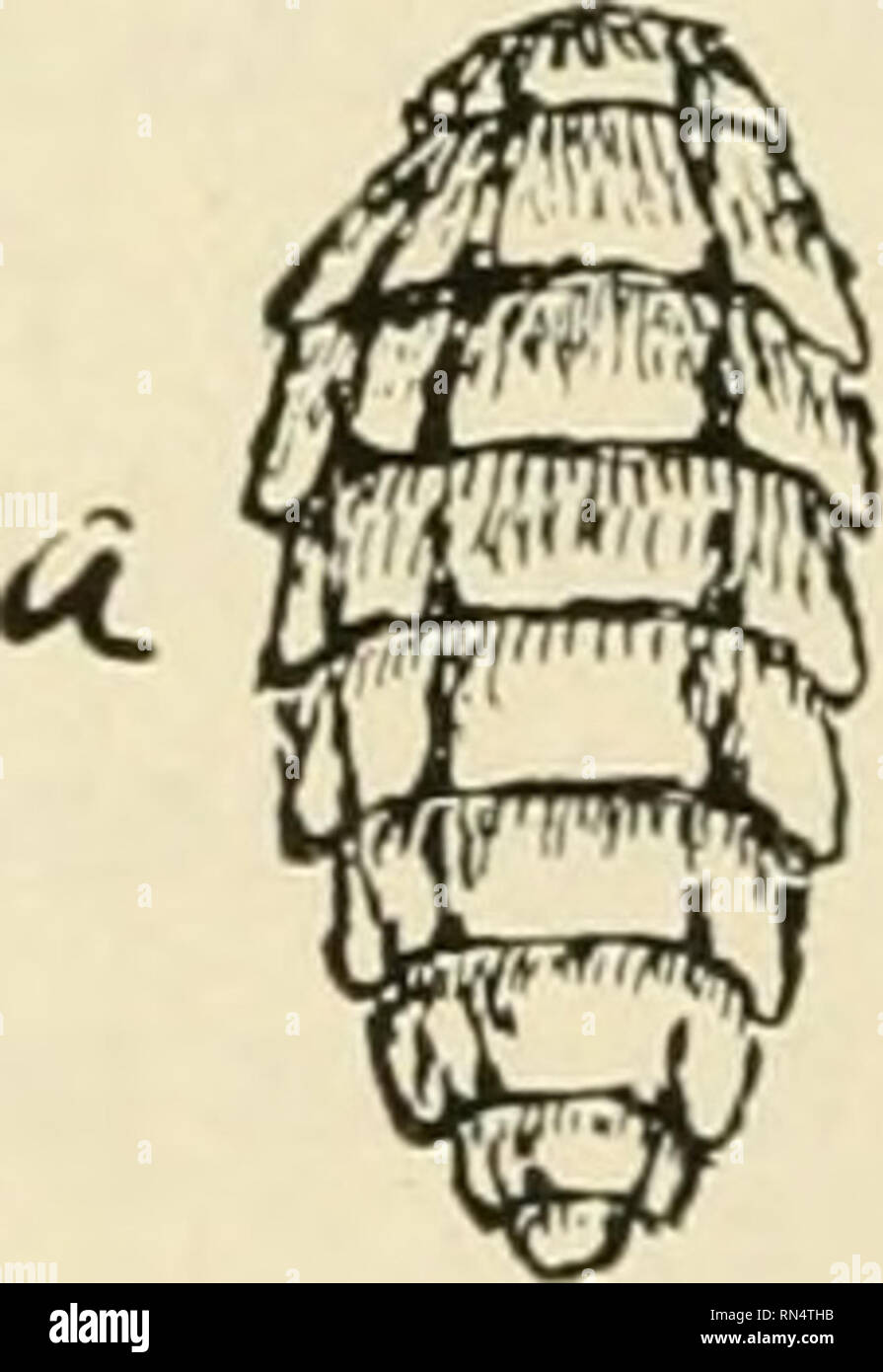 Warble fly skin hi-res stock photography and images - Alamy