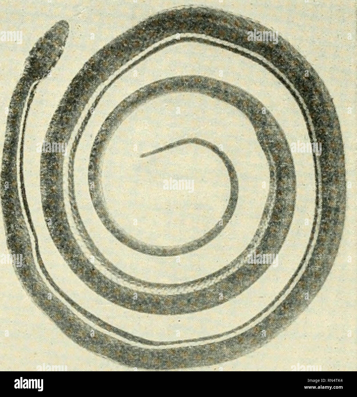 Snake cross section hi-res stock photography and images - Alamy