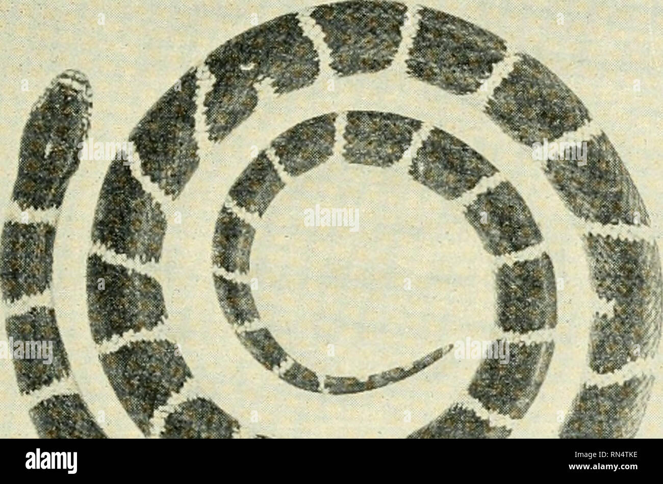 Snake cross section hi-res stock photography and images - Alamy