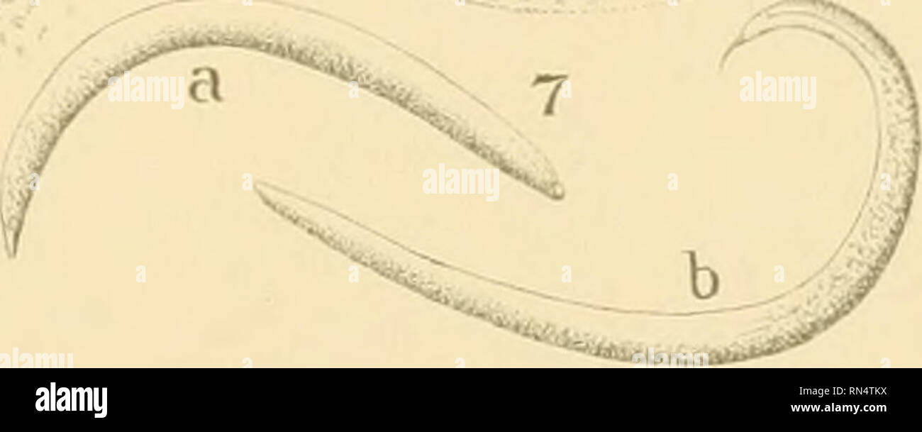 Strongylus hi-res stock photography and images - Alamy