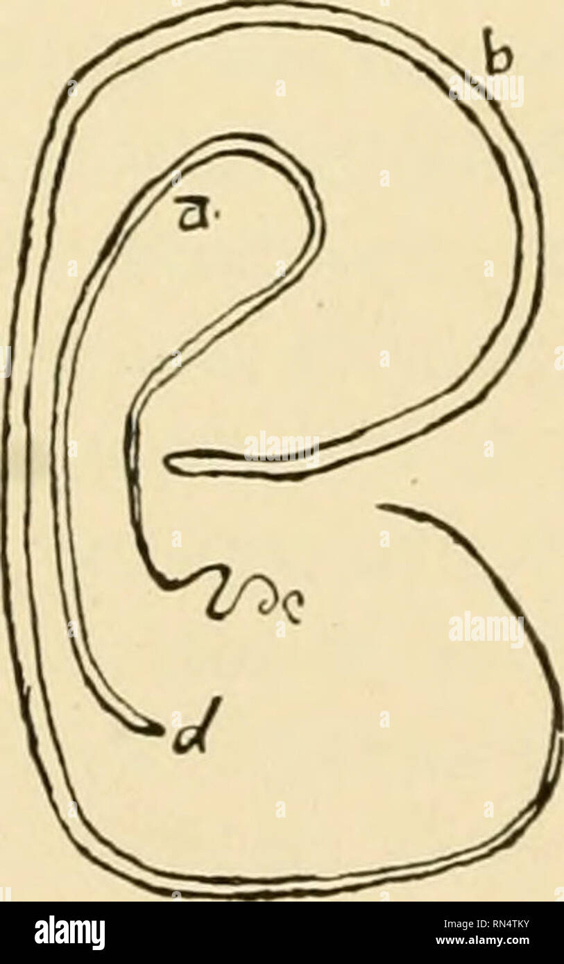 Pig uterus hi-res stock photography and images - Alamy