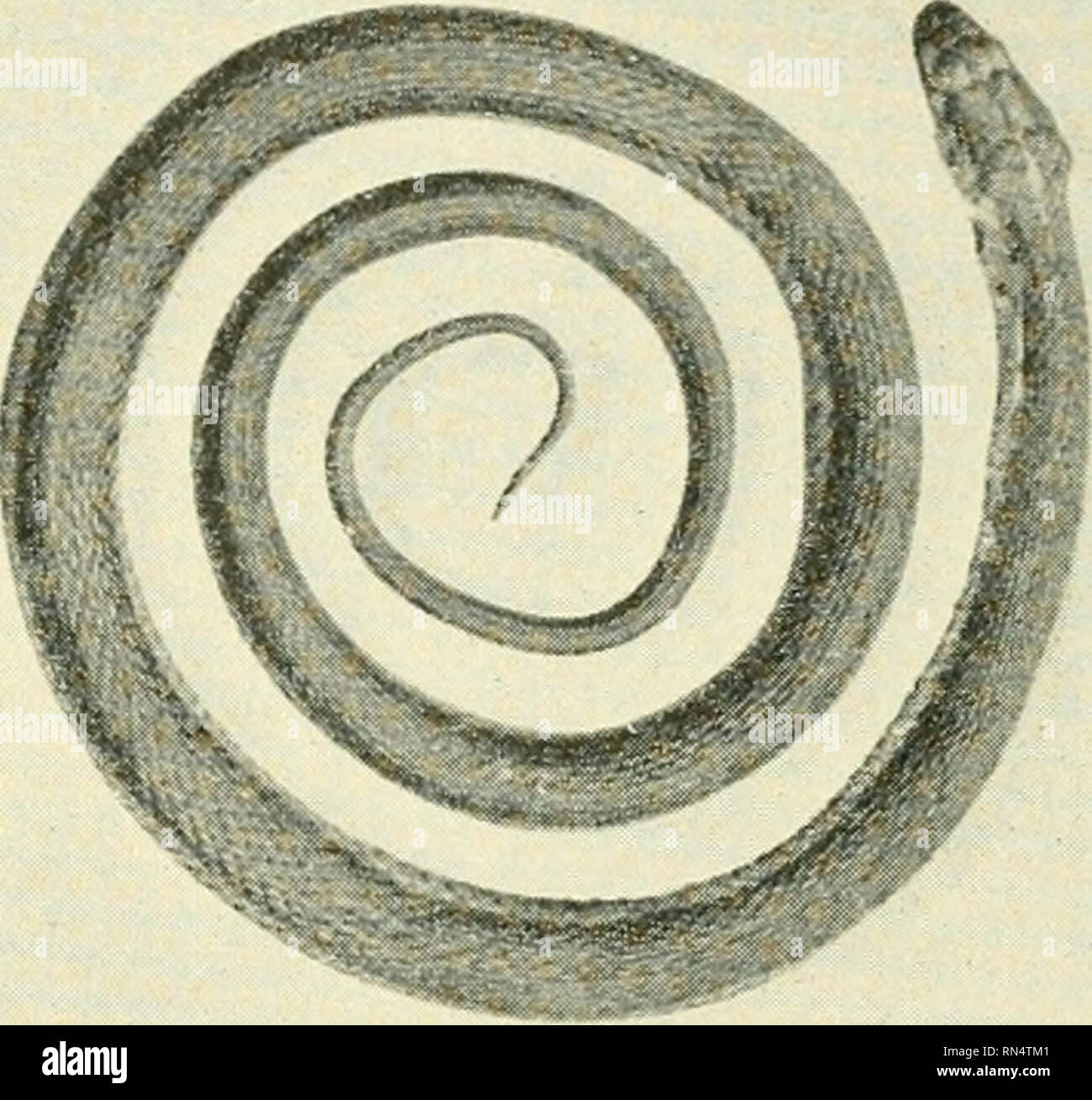 . Animal life in the Yosemite; an account of the mammals, birds ...