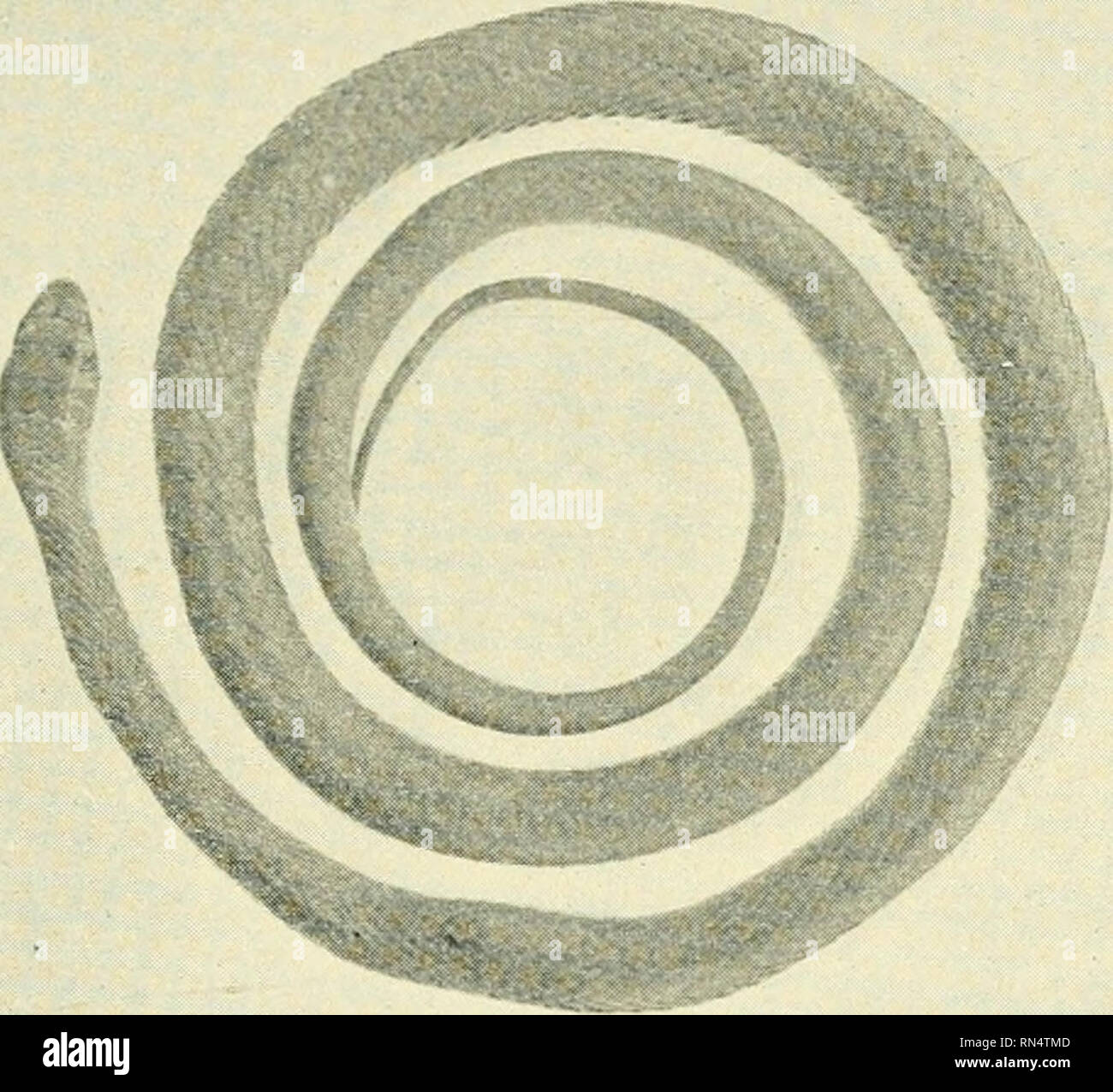 Snake cross section hi-res stock photography and images - Alamy