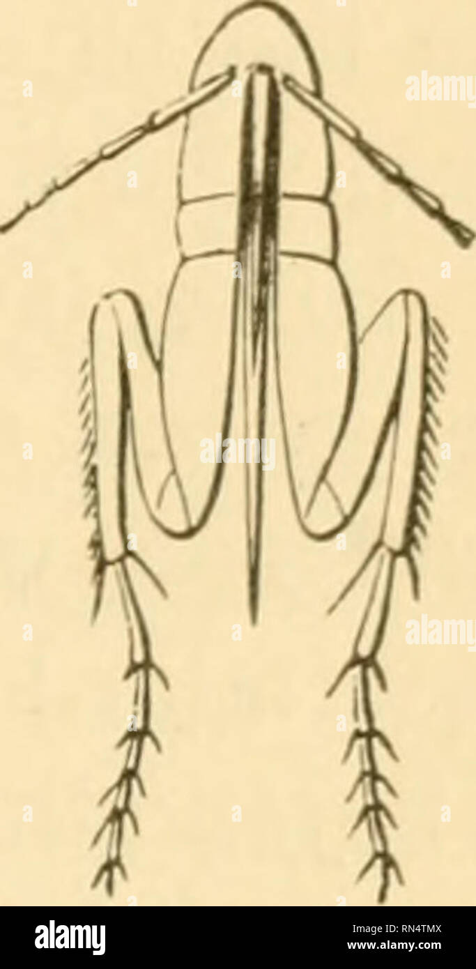 . Animal parasites and messmates. Parasites. Fig. 26.—Male Chigoe. Fig ...