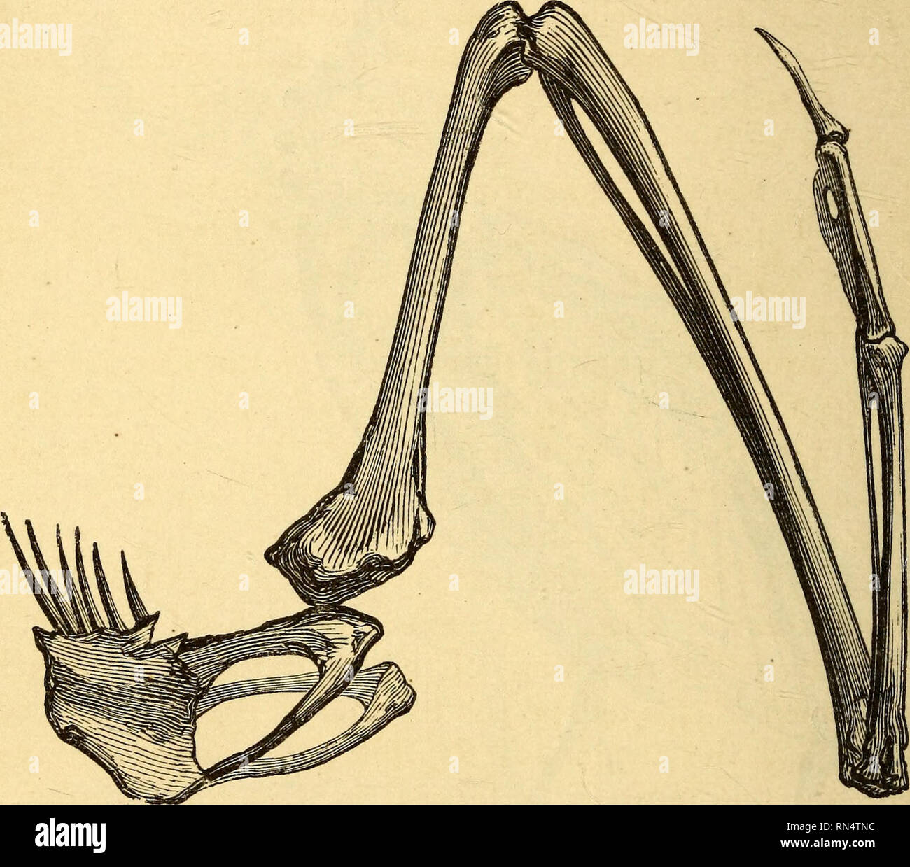 . Animal mechanism: a treatise on terrestrial and aërial locomotion ...