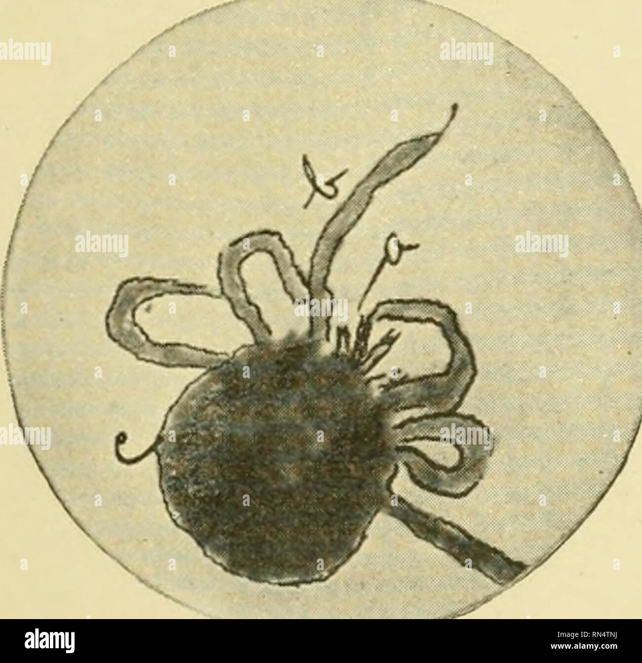 . Animal parasites and parasitic diseases. Domestic animals; Veterinary ...