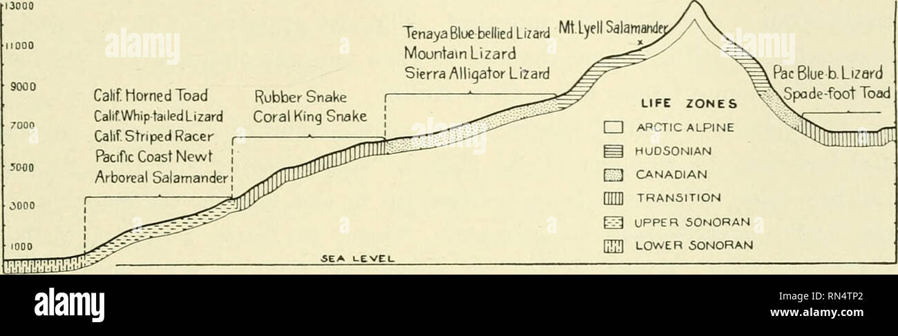 Rail lizards hi-res stock photography and images - Alamy