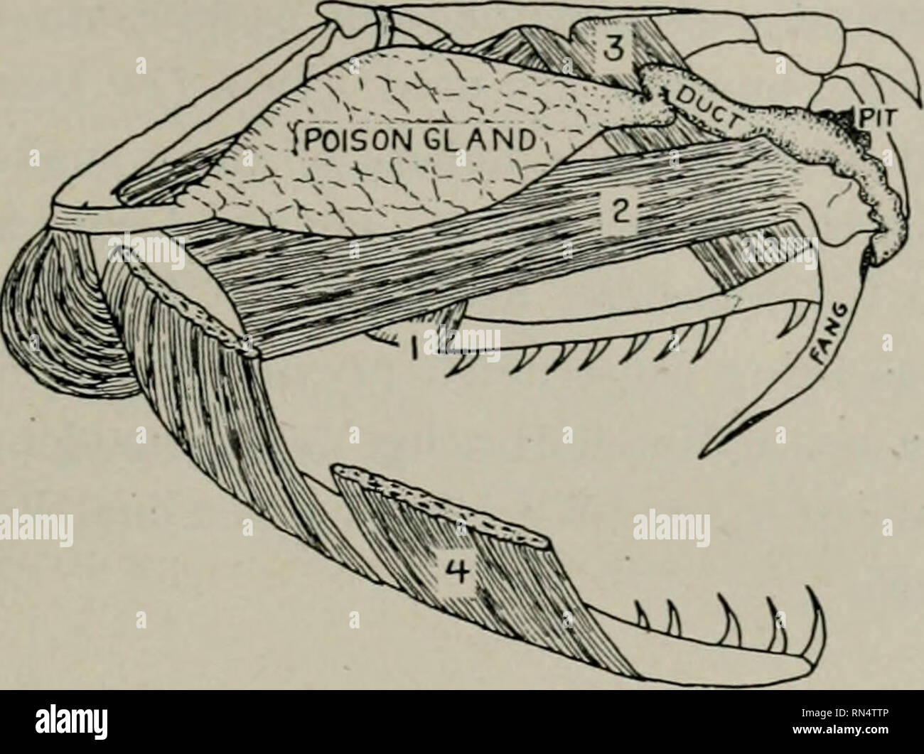 . Animal life in the Yosemite; an account of the mammals, birds ...