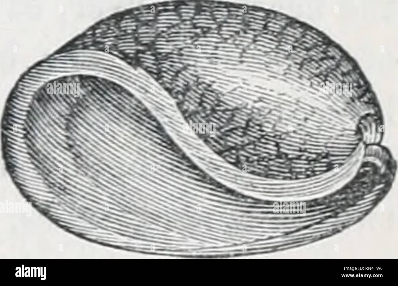 Branchiae Stock Photos & Branchiae Stock Images - Alamy