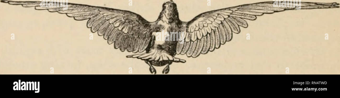 Insect wing mechanism hi-res stock photography and images - Alamy