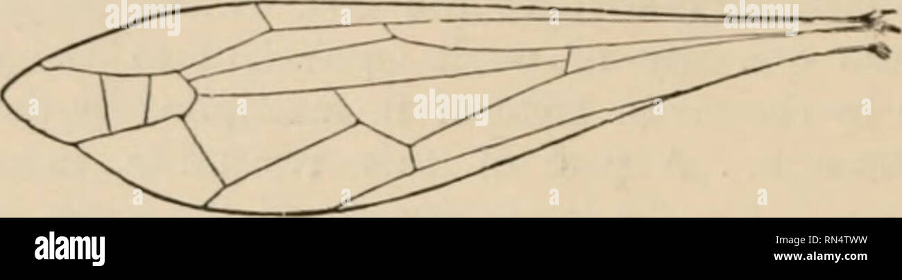 Insect Wing Mechanism High Resolution Stock Photography and Images - Alamy