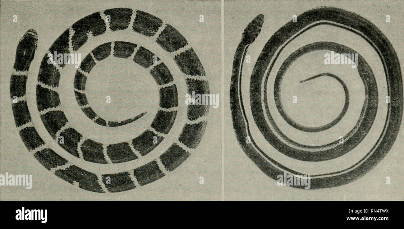 Snake cross section hi-res stock photography and images - Alamy