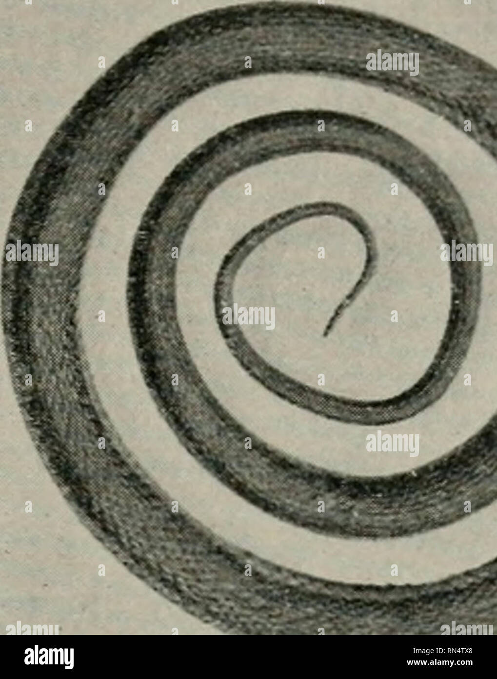Snake cross section hi-res stock photography and images - Alamy