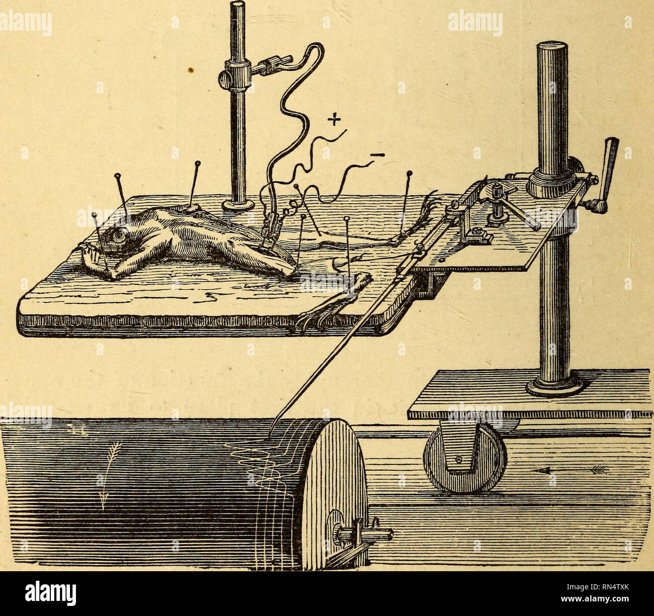 . Animal mechanism: a treatise on terrestrial and aërial locomotion ...