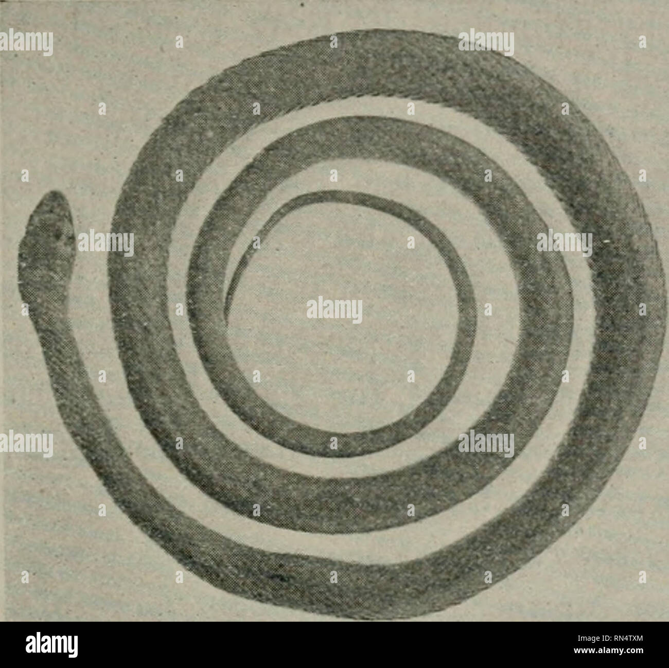 Snake cross section hi-res stock photography and images - Alamy