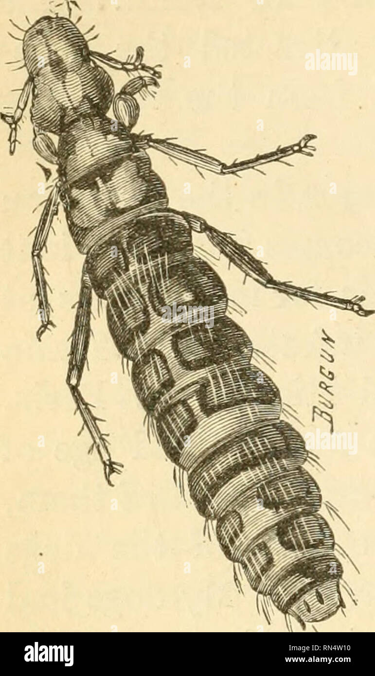 . Animal parasites and messmates. Parasites. 72 ANIMAL PARASITES AND ...
