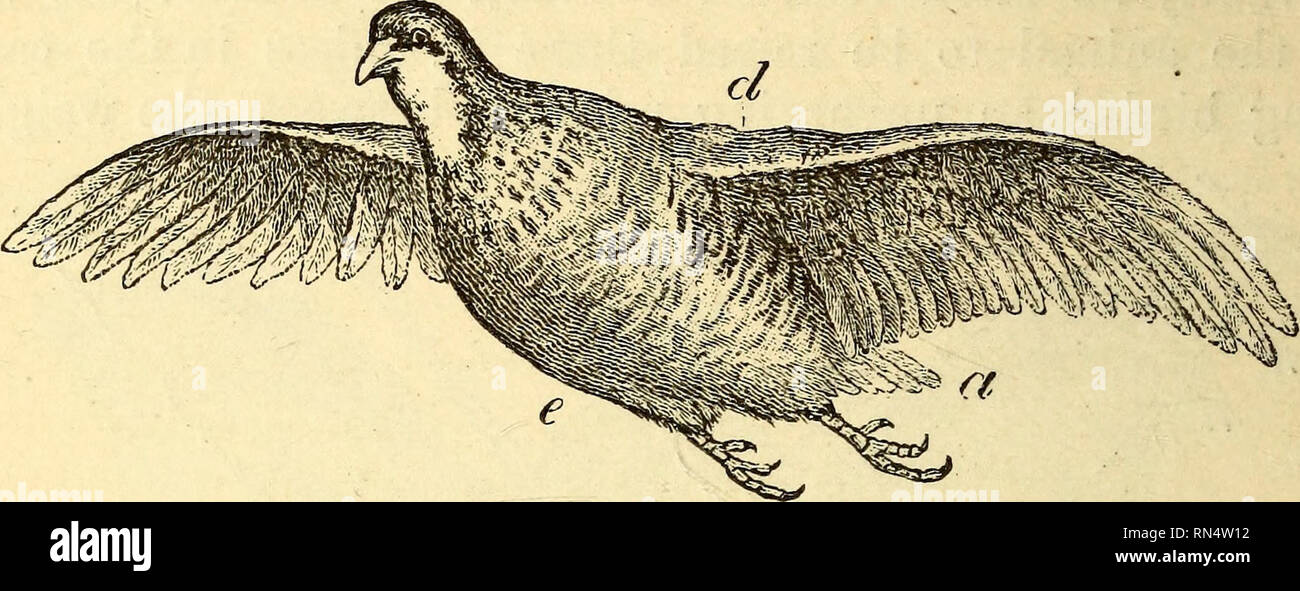 Flying red legged partridge hi-res stock photography and images - Alamy