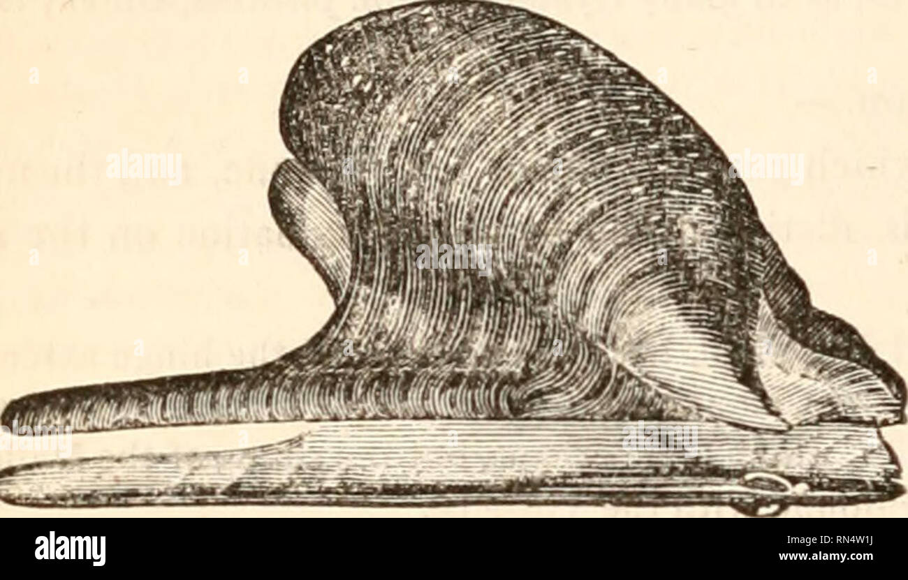 Mussel byssus hi-res stock photography and images - Alamy