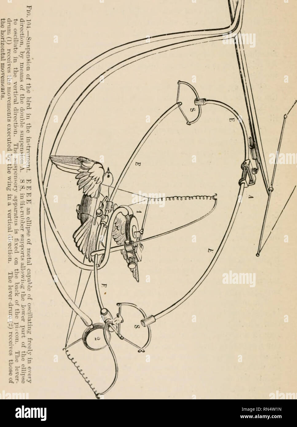 . Animal mechanism: a treatise on terrestrial and aerial locomotion ...