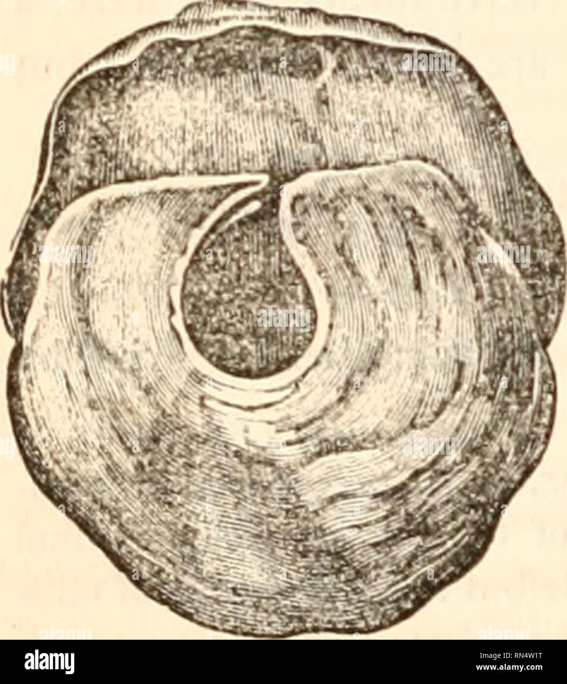 . The animal kingdom, arranged after its organization, forming a ...