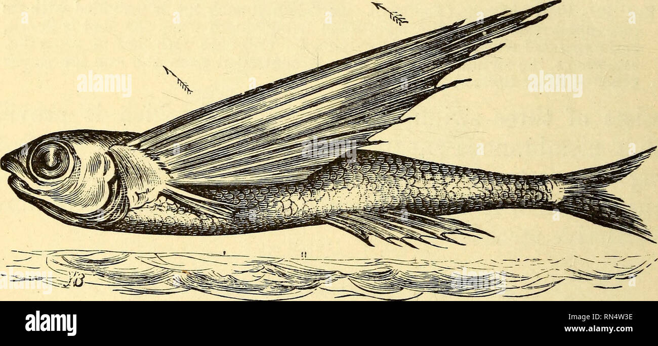 . Animal locomotion, or Walking, swimming, and flying, with a ...