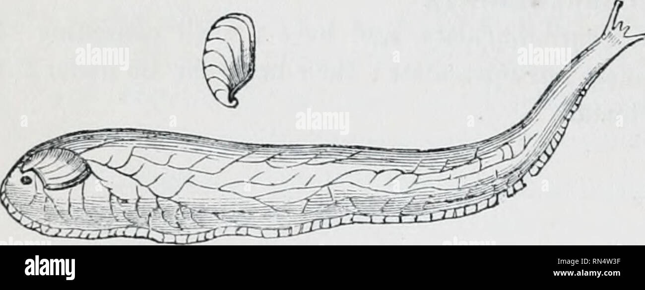 . The animal kingdom : arranged after its organization; forming a ...