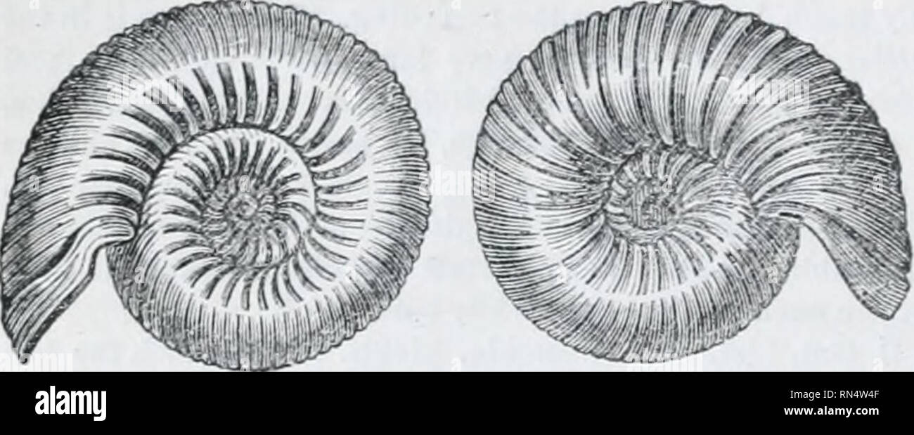 Ammonites snake hi-res stock photography and images - Alamy