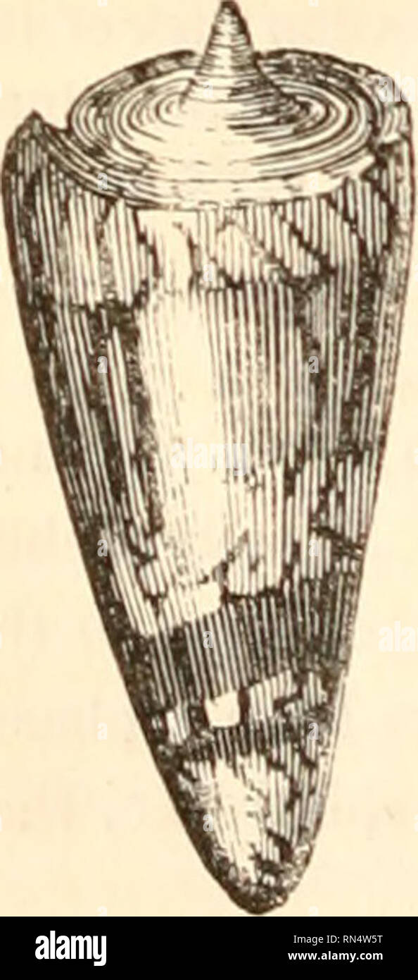 Vertex (anatomy) hi-res stock photography and images - Alamy