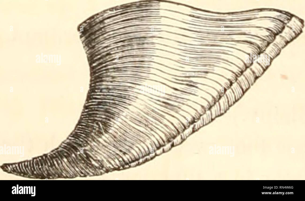 . The animal kingdom, arranged after its organization, forming a ...